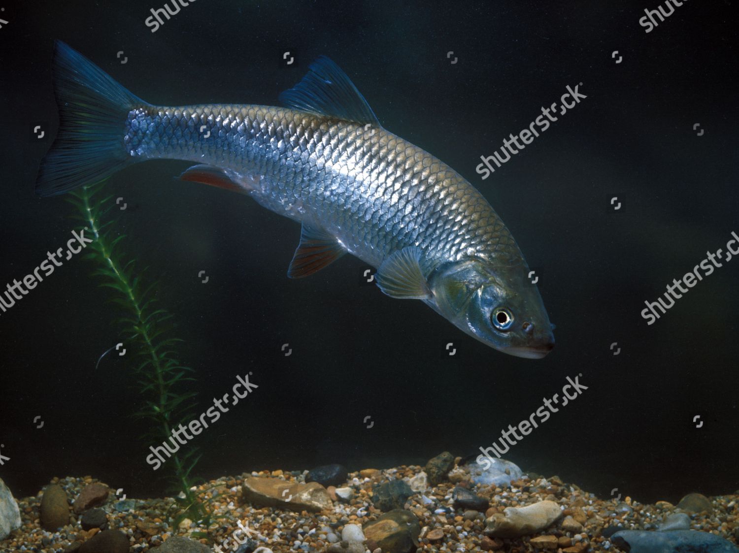Fish Chub Leuciscus Cephalus Editorial Stock Photo - Stock Image ...