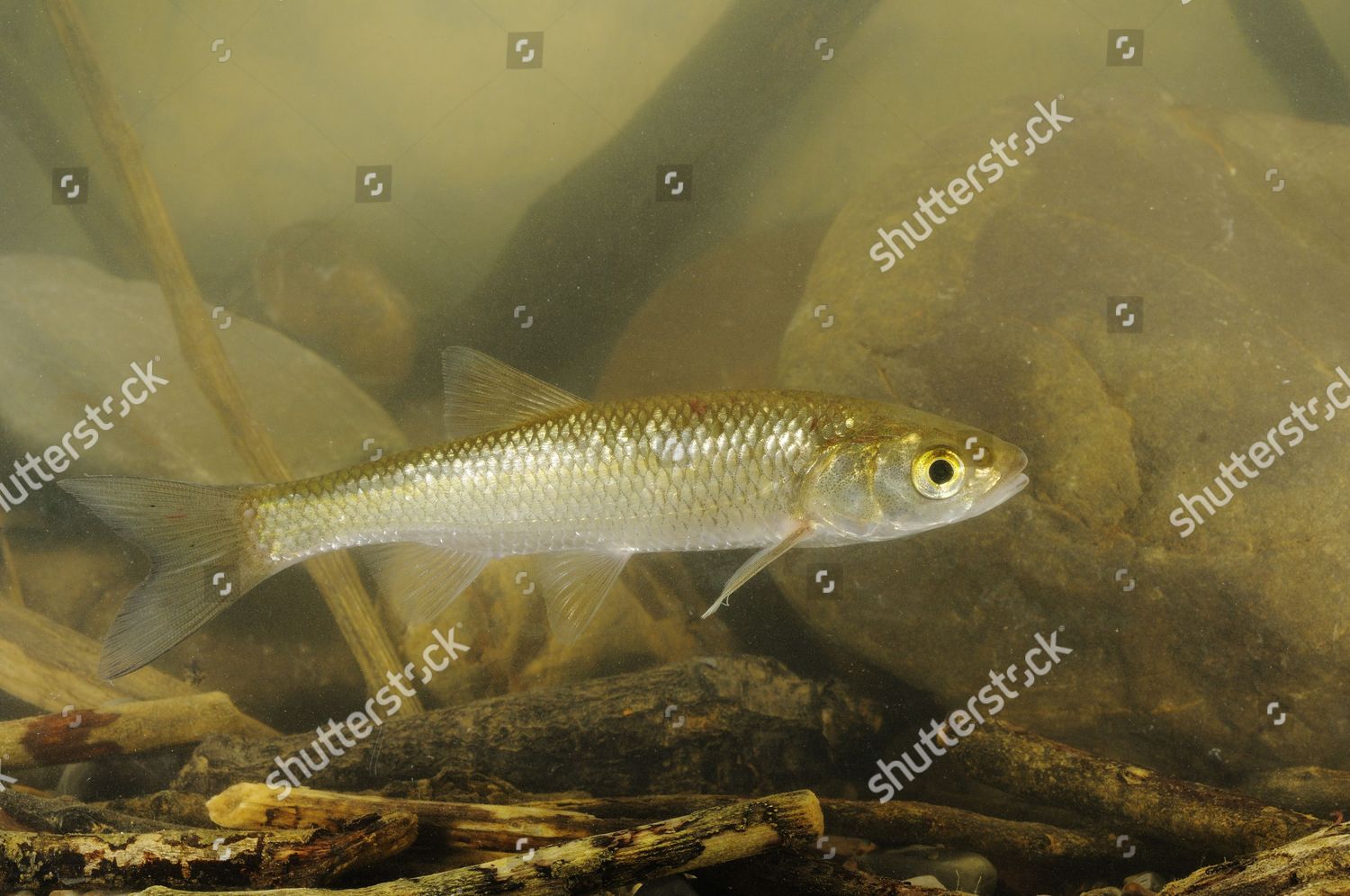 Cavedano Chub Squalius Squalus Young Swimming Editorial Stock Photo ...
