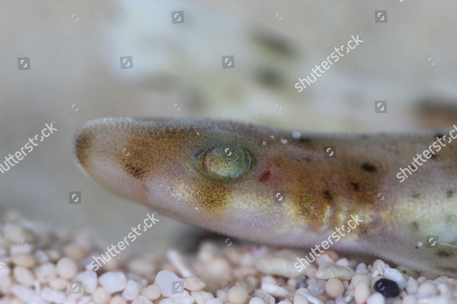 Lesser Spotted Dogfish Scyliorhinus Canicula Adult Editorial Stock ...