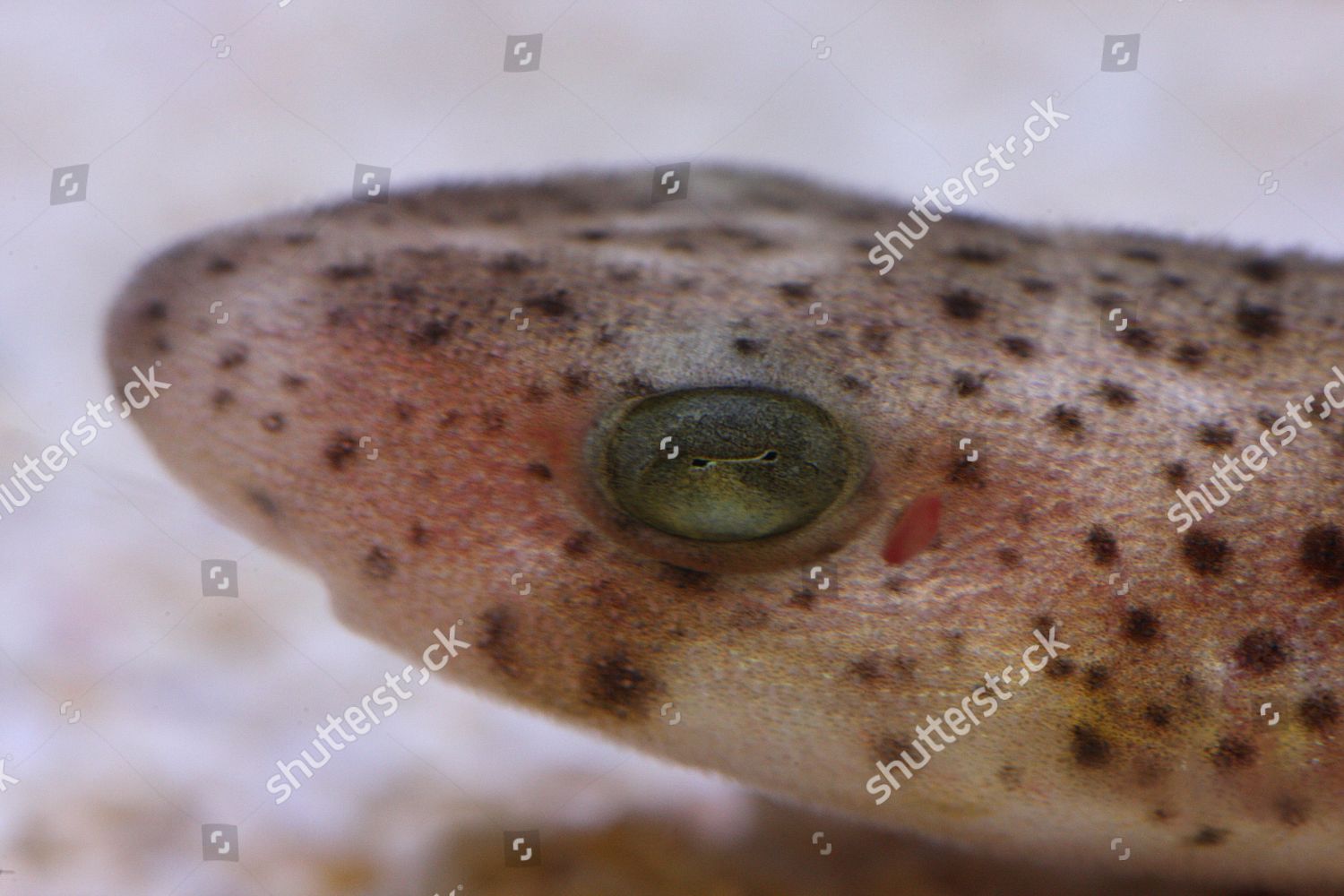 Lesser Spotted Dogfish Scyliorhinus Canicula Adult Editorial Stock ...