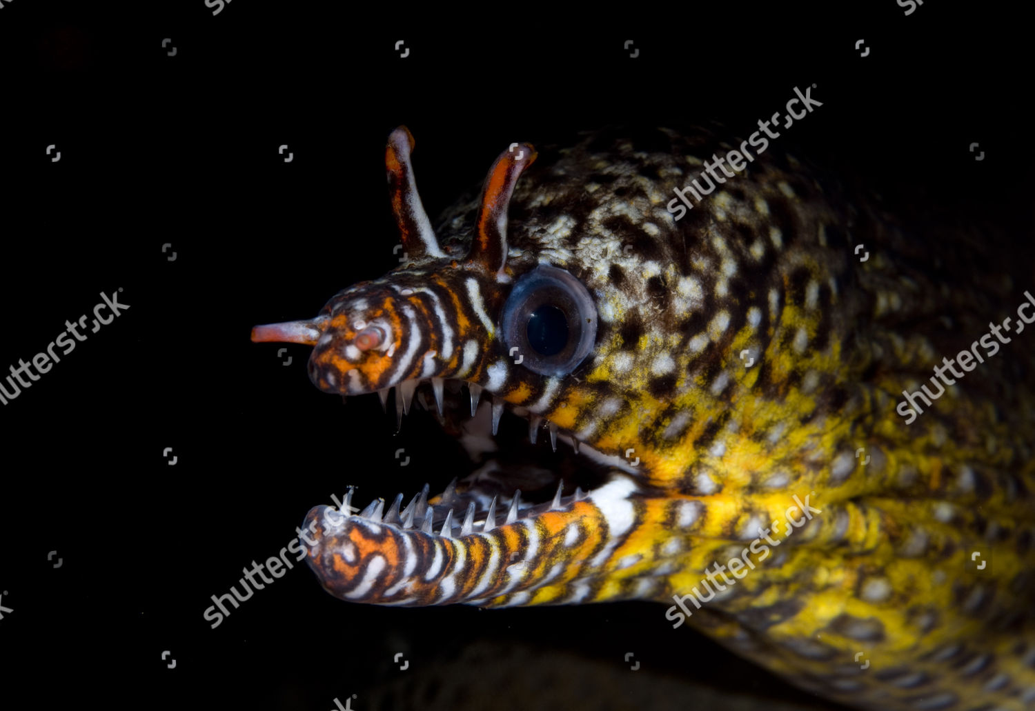 Dragon Moray Eel Enchelycore Pardalis Adult Editorial Stock Photo - Stock Image | Shutterstock