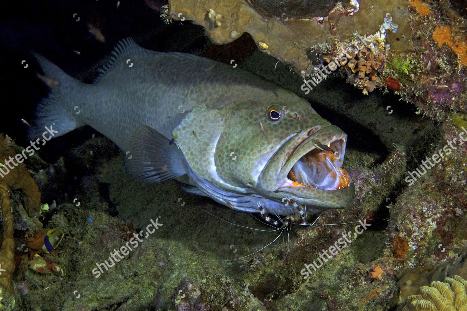Yellowfin Grouper Mycteroperca Venenosa Adult Wreak Editorial Stock ...
