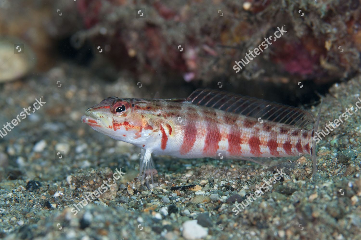 Redspotted Sandperch Parapercis Schauinslandi Adult Blue Editorial ...
