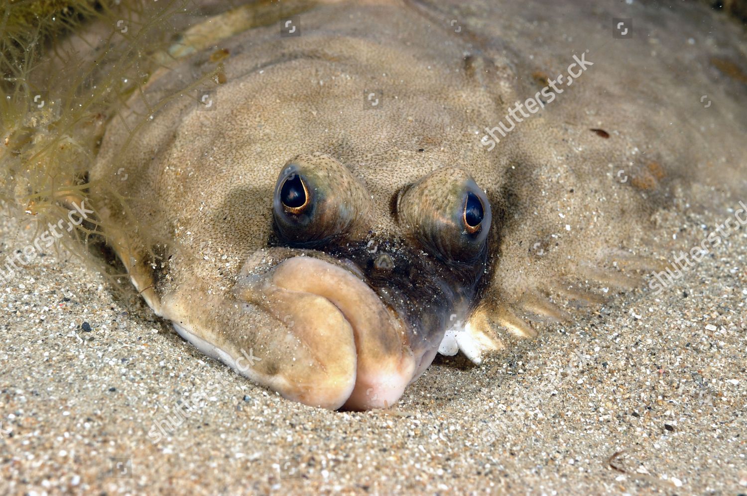European Plaice Pleuronectes Platessa Adult On Editorial Stock Photo ...