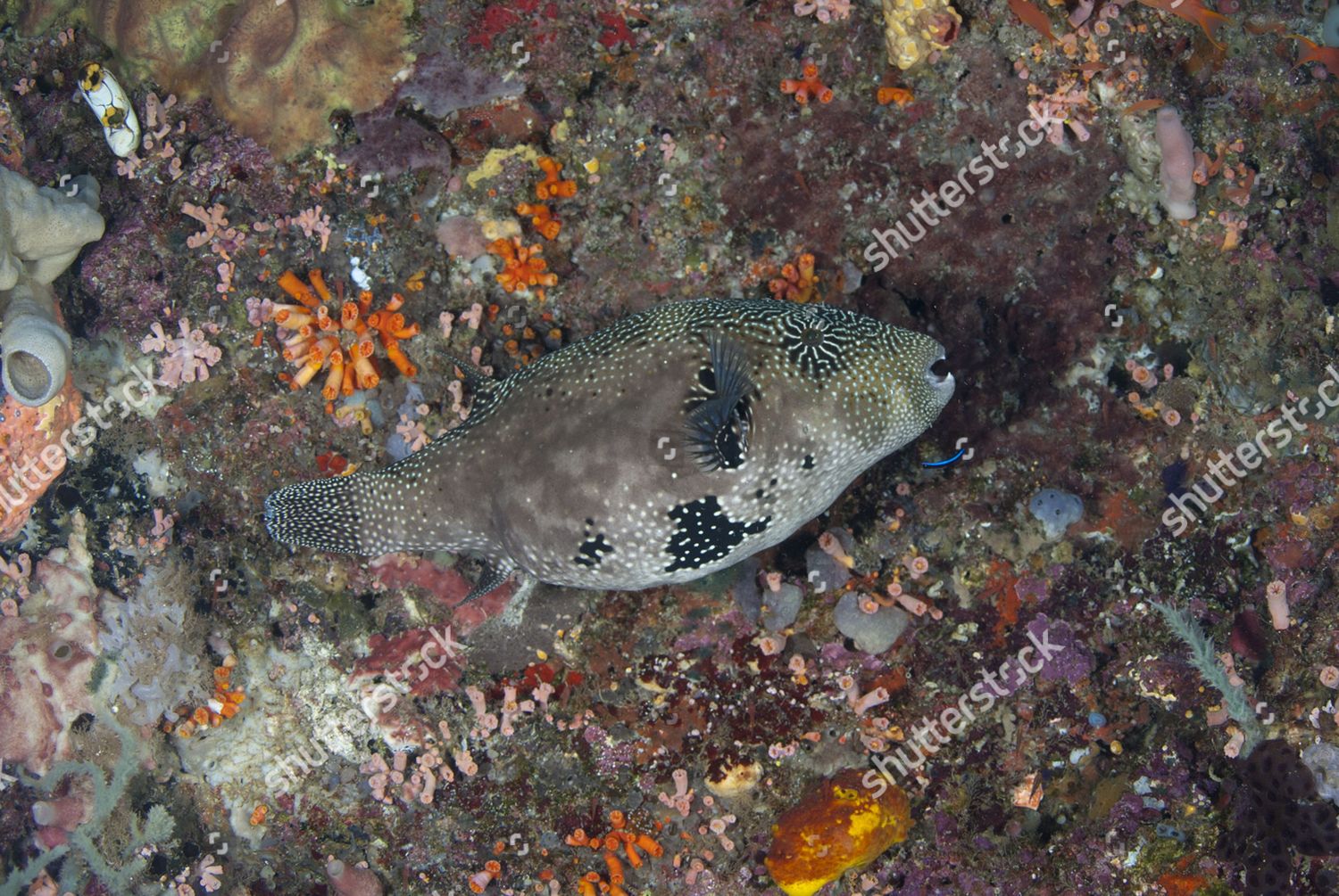 Map Pufferfish Arothron Mappa Adult Swimming Editorial Stock Photo ...
