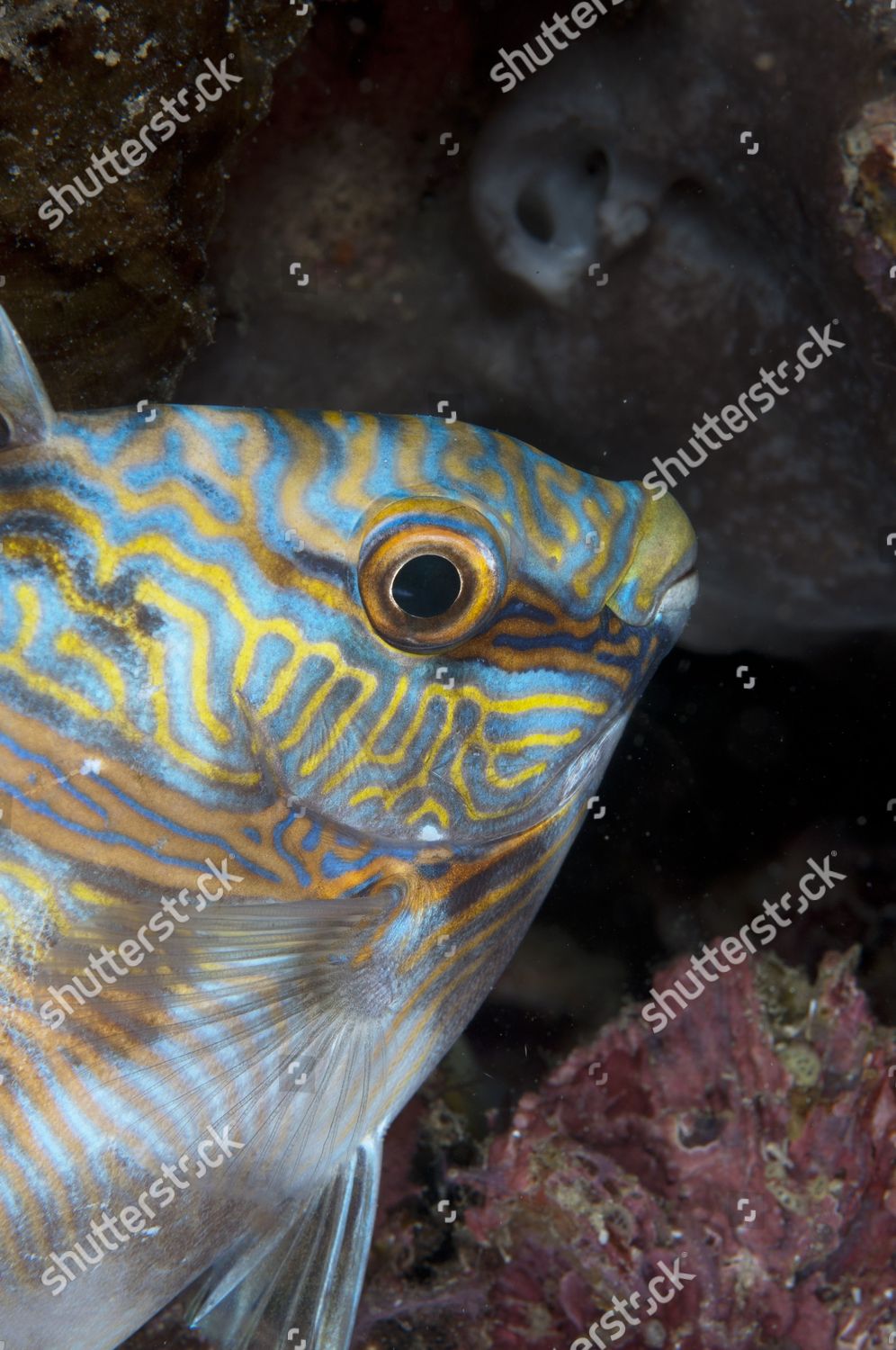 Doublebarred Rabbitfish Siganus Virgatus Adult Night Editorial Stock ...