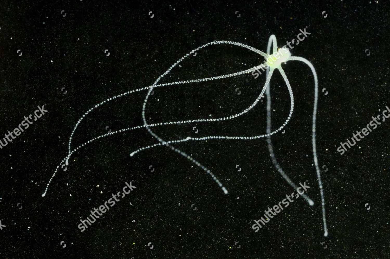 Hydra Hydra Viridis Tentacles Extended Italy Editorial Stock Photo ...