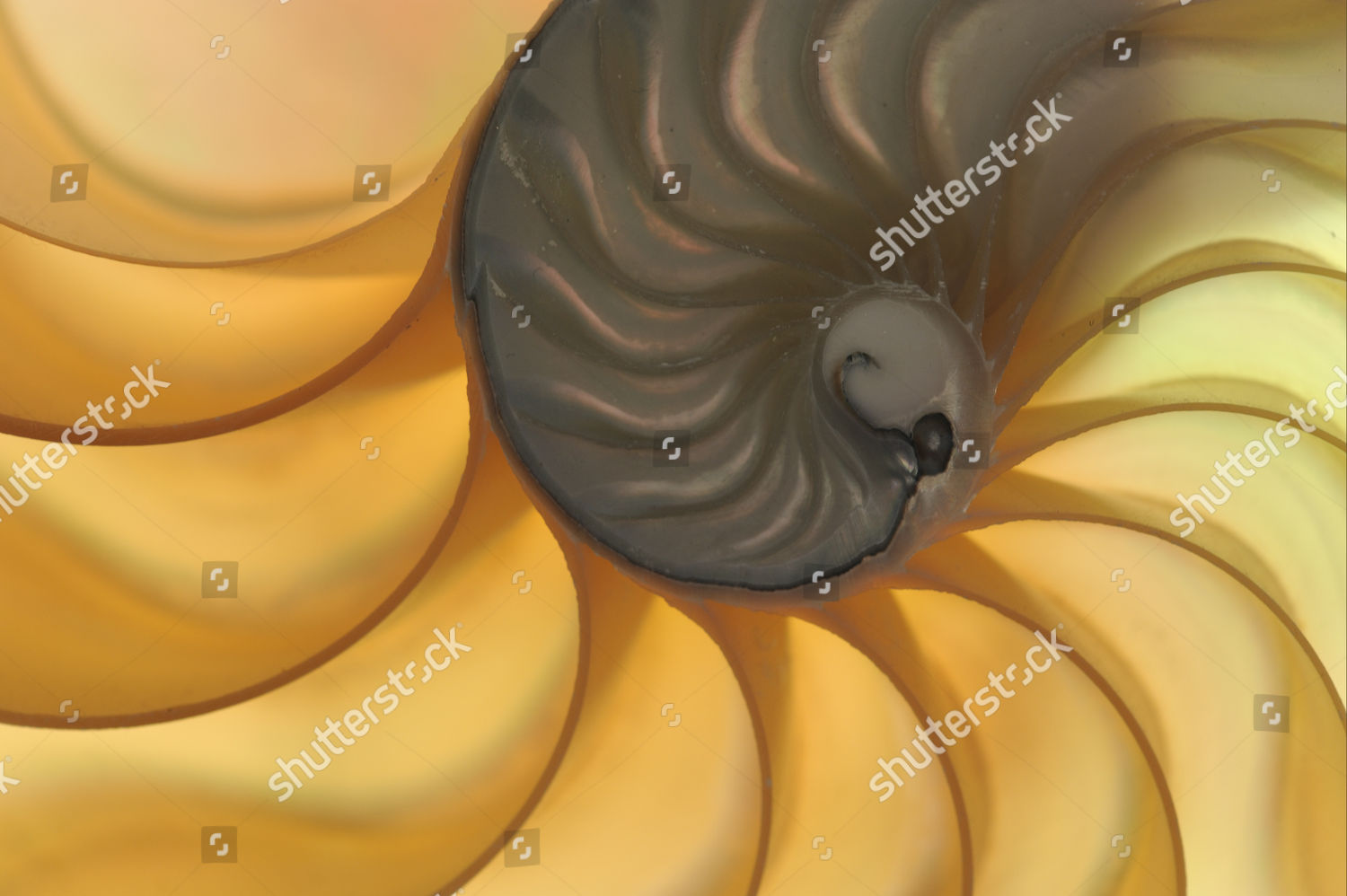 Chambered Nautilus Nautilus Pompilius Cross Section Editorial Stock ...