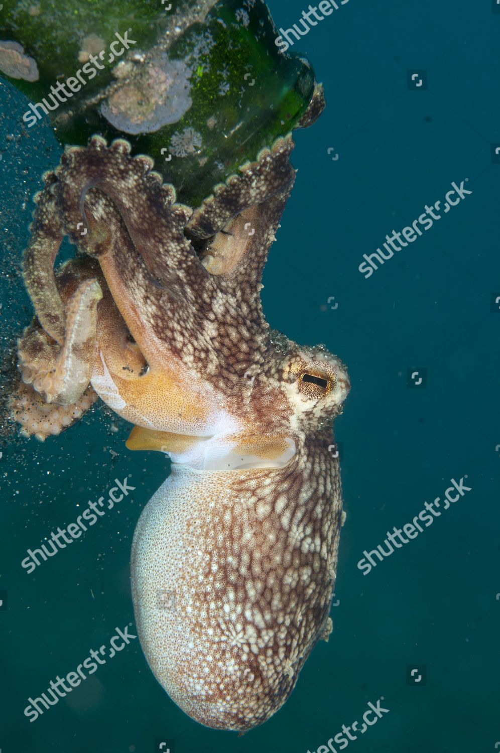 Veined Octopus Amphioctopus Marginatus Juvenile Clinging Editorial ...