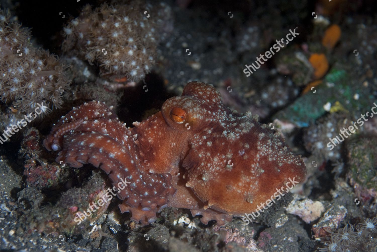 Starry Night Octopus Callistoctopus Luteus Adult Editorial Stock Photo ...