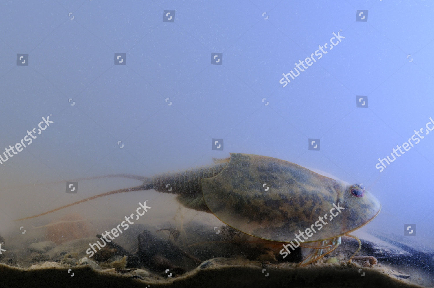 Tadpole Shrimp Triops Cancriformis Adult Underwater Editorial Stock ...