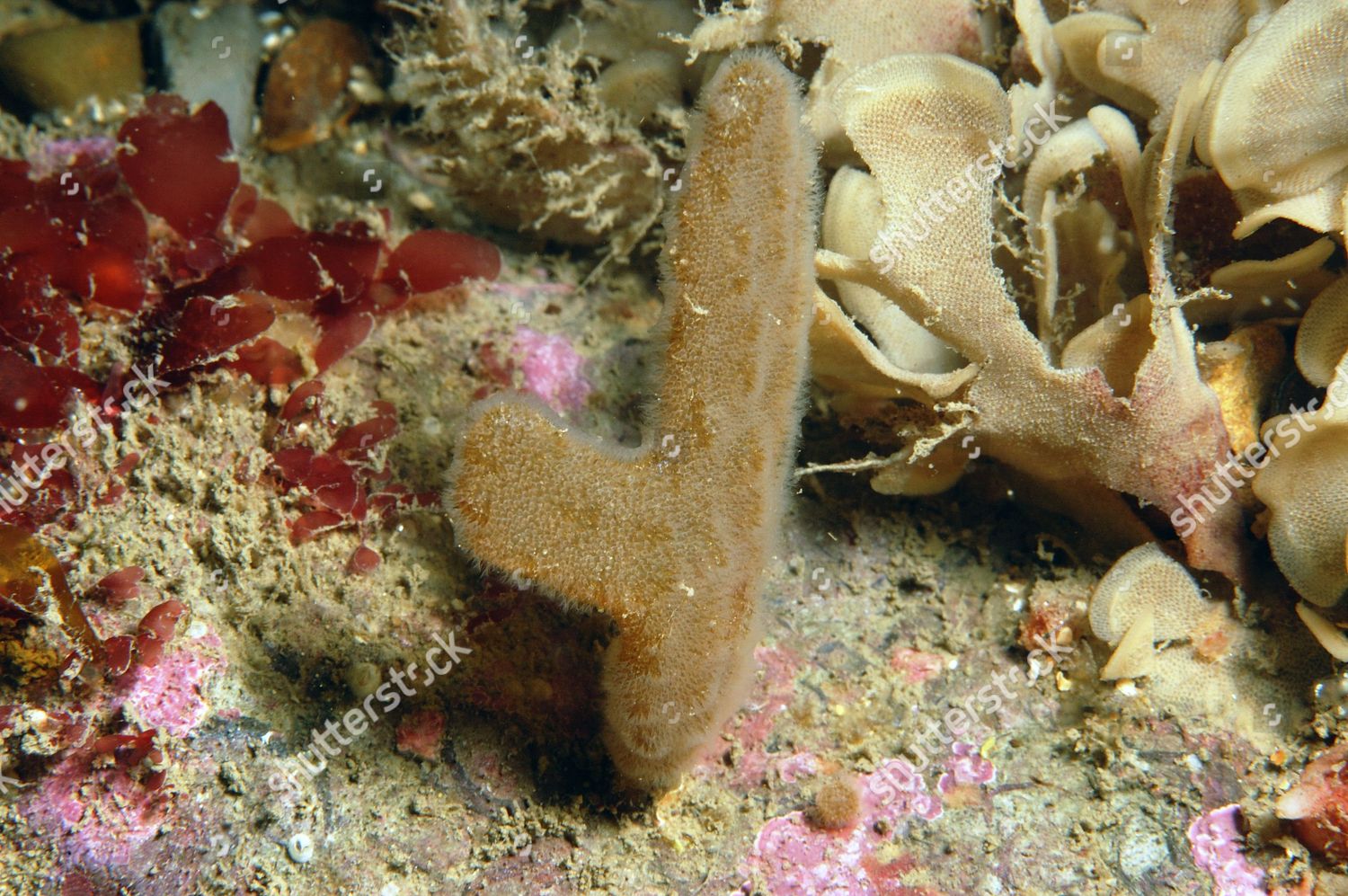 Finger Bryozoan Alcyonidium Diaphanum Seachervil Colony Editorial Stock ...