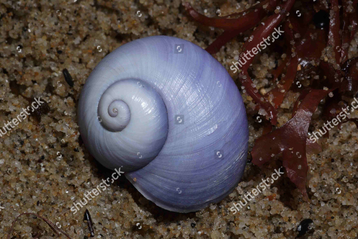 Purple Sea Snail Janthina Janthina Adult Editorial Stock Photo - Stock ...