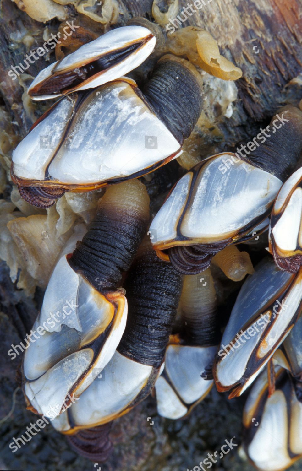 Shell Barnacle Goose Ships Barnacles Lepas Editorial Stock Photo ...