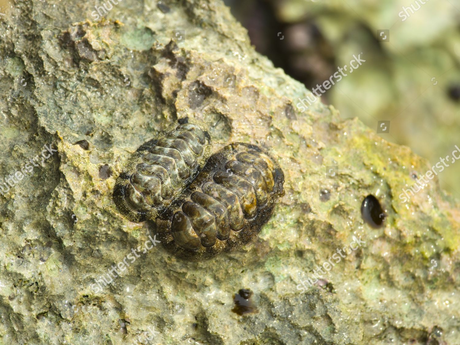 Fuzzy Chiton Acanthopleura Granulata Two Adults Editorial Stock Photo ...