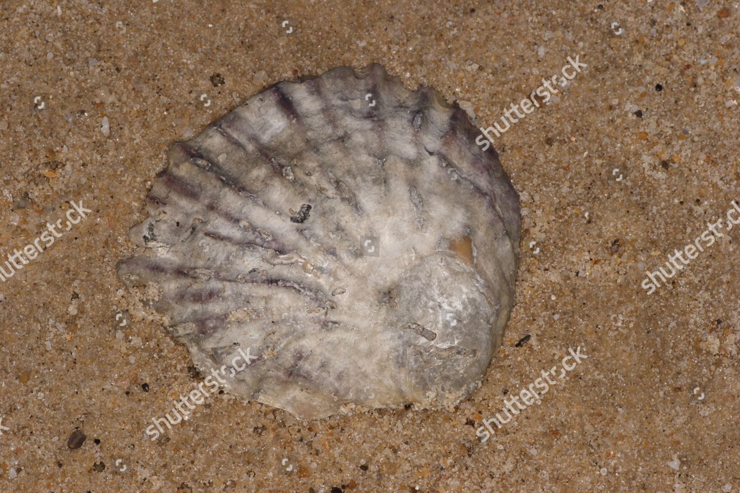 Common Saddle Oyster Anomia Ephippium Empty Editorial Stock Photo ...
