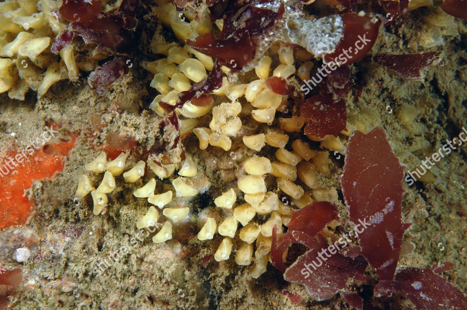 European Sting Winkle Ocenebra Erinacea Eggs Editorial Stock Photo ...