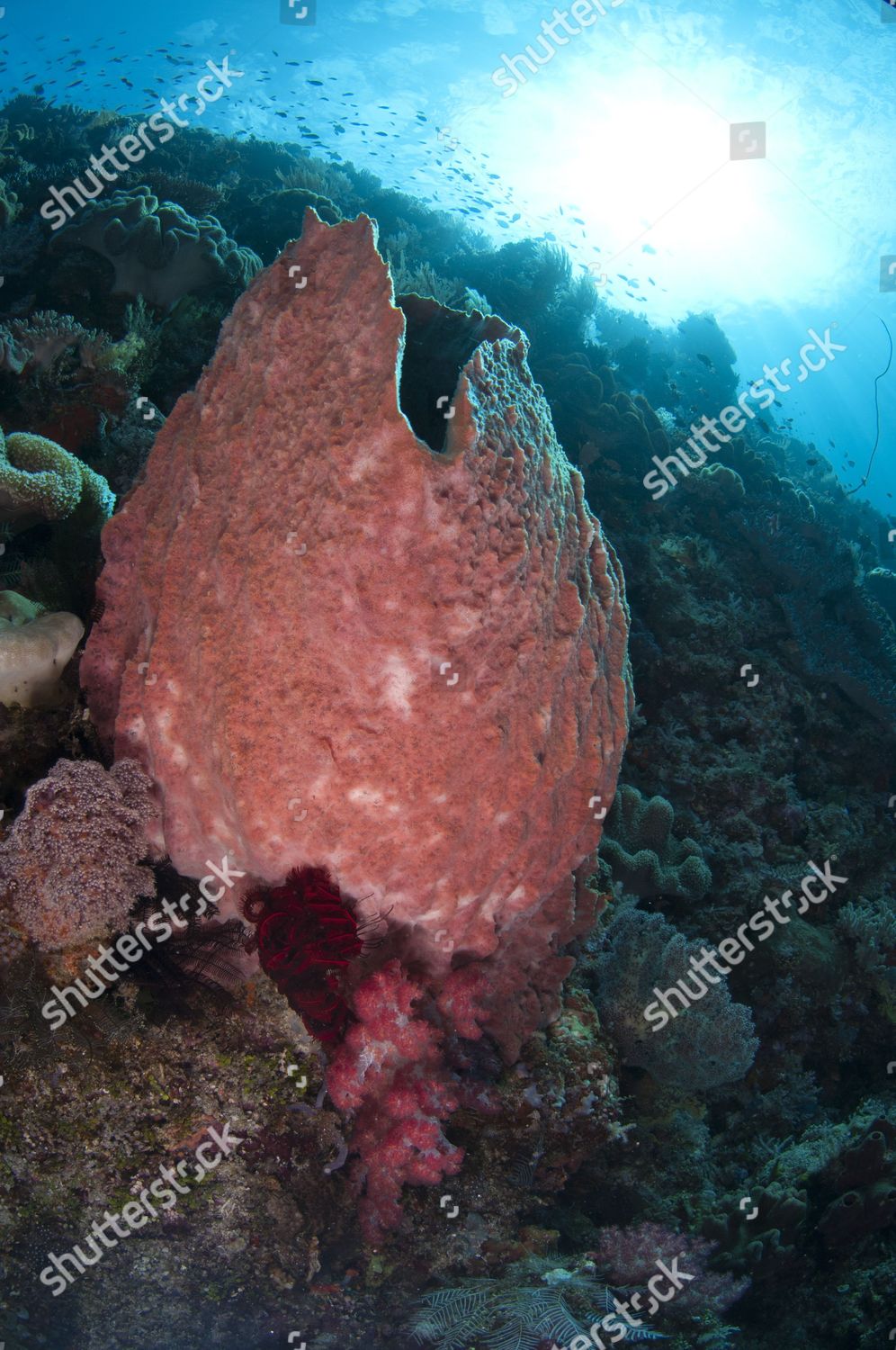 Red Barrel Sponge Xestospongia Testudinaria On Editorial Stock Photo ...