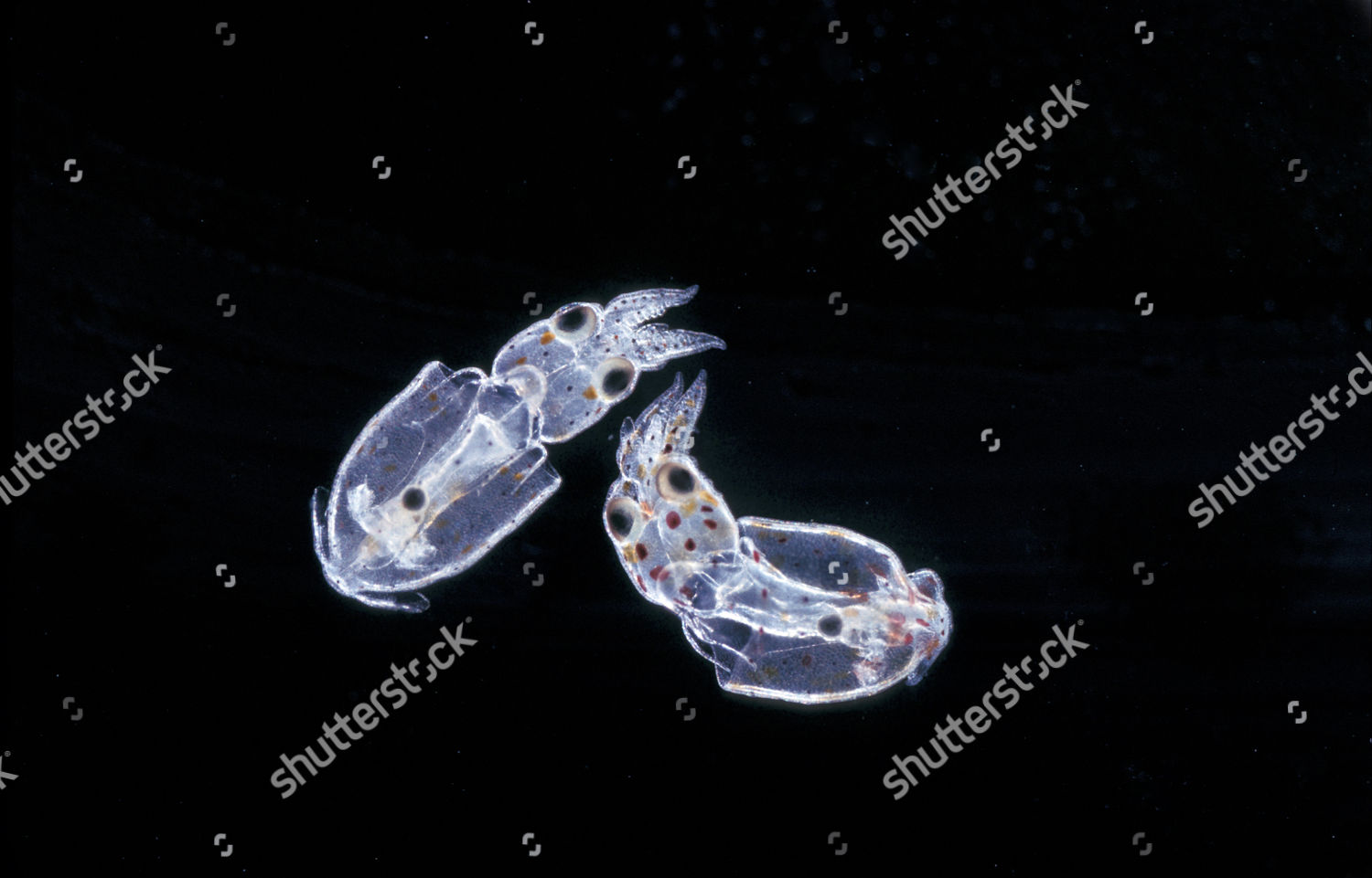Dwarf Squid Alloteuthis Subulata Young Just Editorial Stock Photo ...