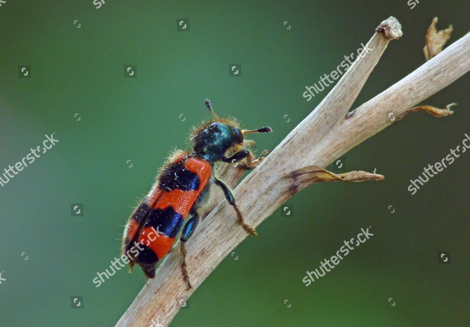 Checkered Bee Beetle Trichodes Apiarius Adult Editorial Stock Photo ...