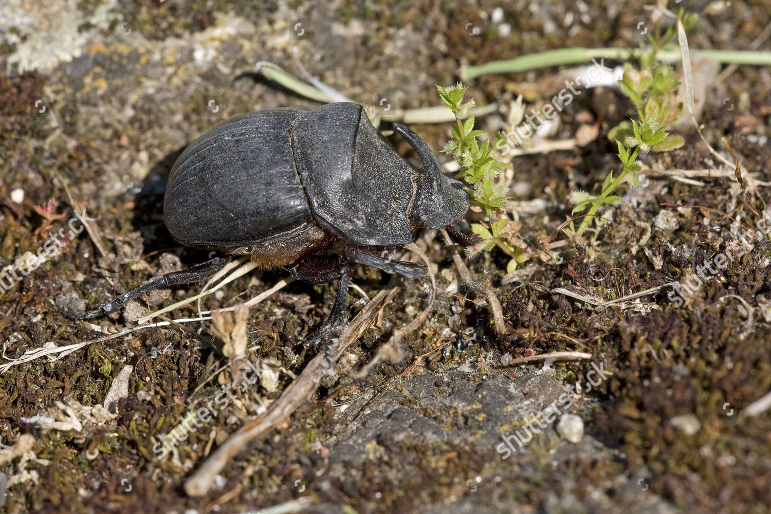 Horned Dung Beetle Copris Lunaris Adult Editorial Stock Photo - Stock ...
