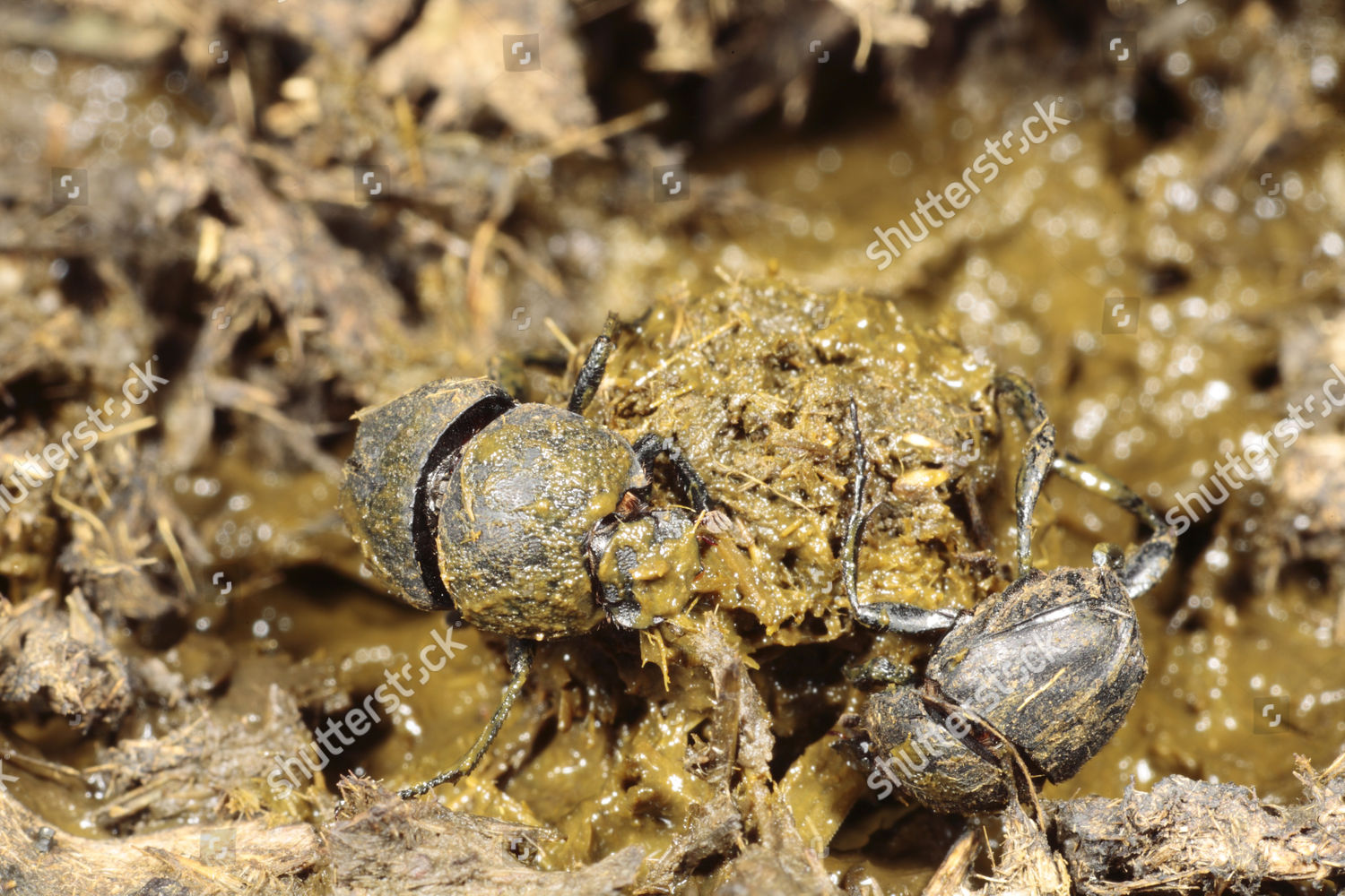 Dung Beetle Sisyphus Schaefferi Adult Pair Editorial Stock Photo ...