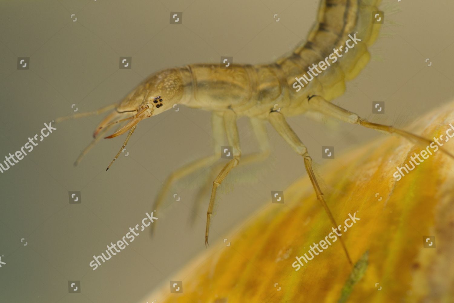 Great Diving Beetle Dytiscus Marginalis Larva Editorial Stock Photo ...