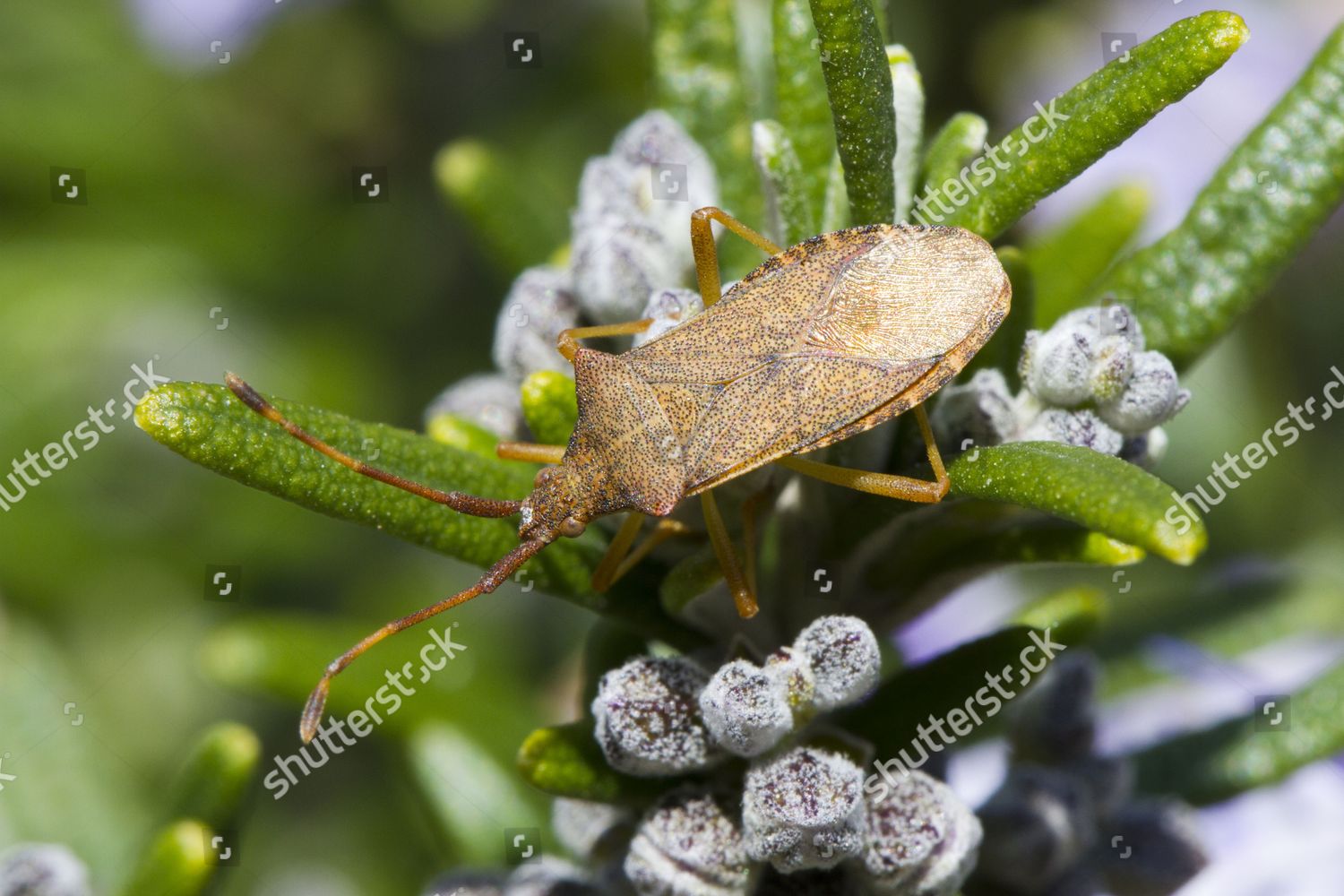 Box Bug Gonocerus Acuteangulatus Adult Feeding Editorial Stock Photo ...