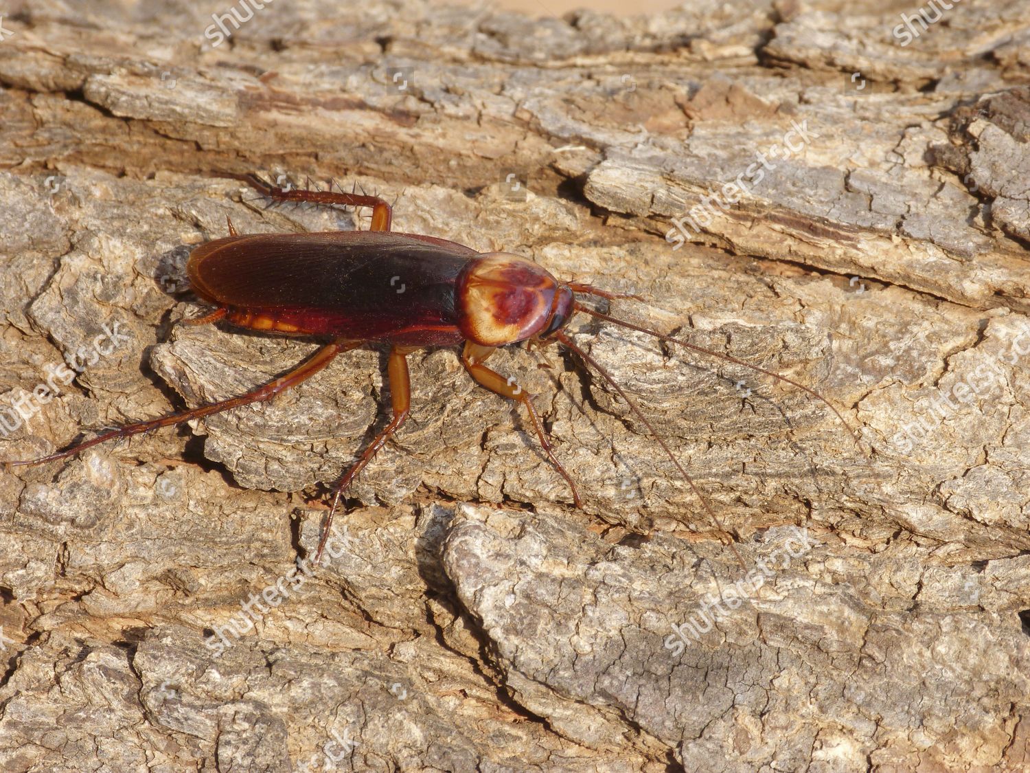 Australian Cockroach Periplaneta Australasiae Adult Basking Editorial ...