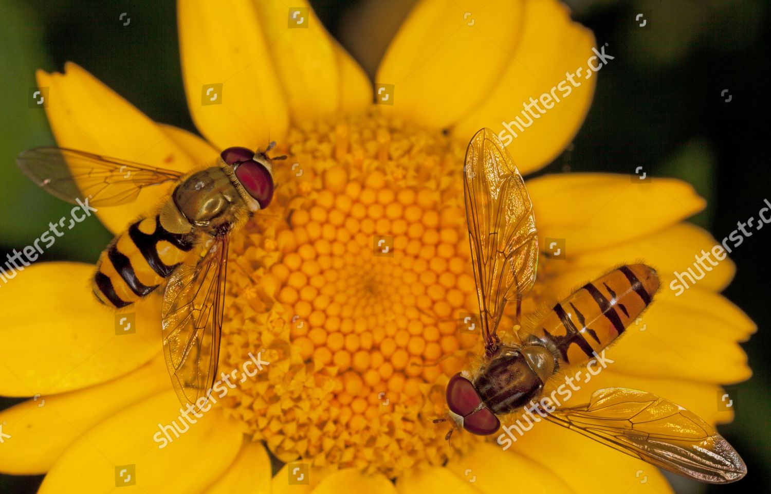 Common Banded Hoverfly Syrphus Ribesii Marmalade Editorial Stock Photo ...