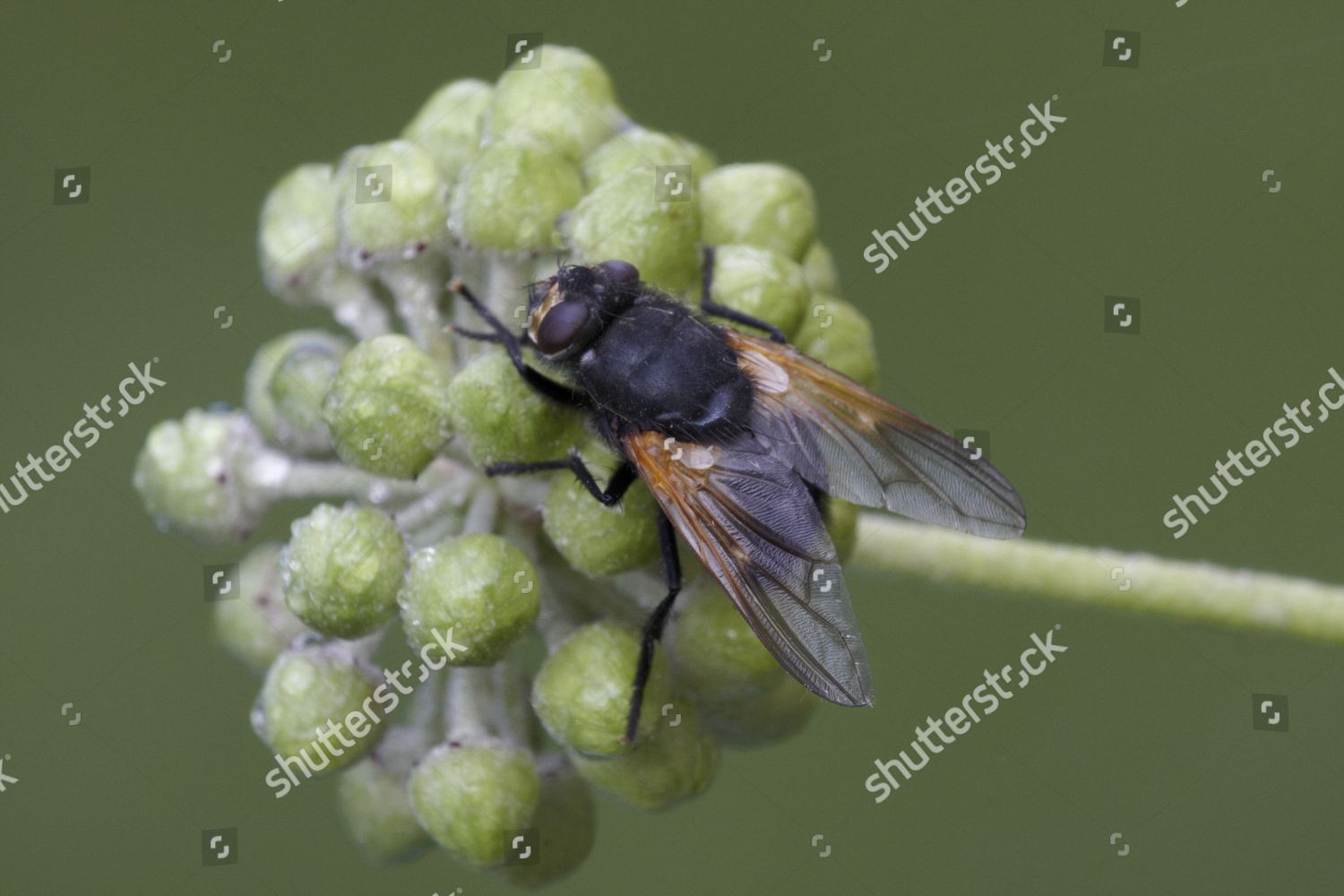 Noon Fly Mesembrina Meridiana Adult Resting Editorial Stock Photo ...