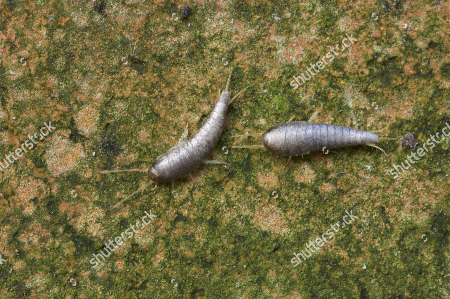 Silverfish Lepisma Saccharina Two Adults Essex Editorial Stock Photo ...