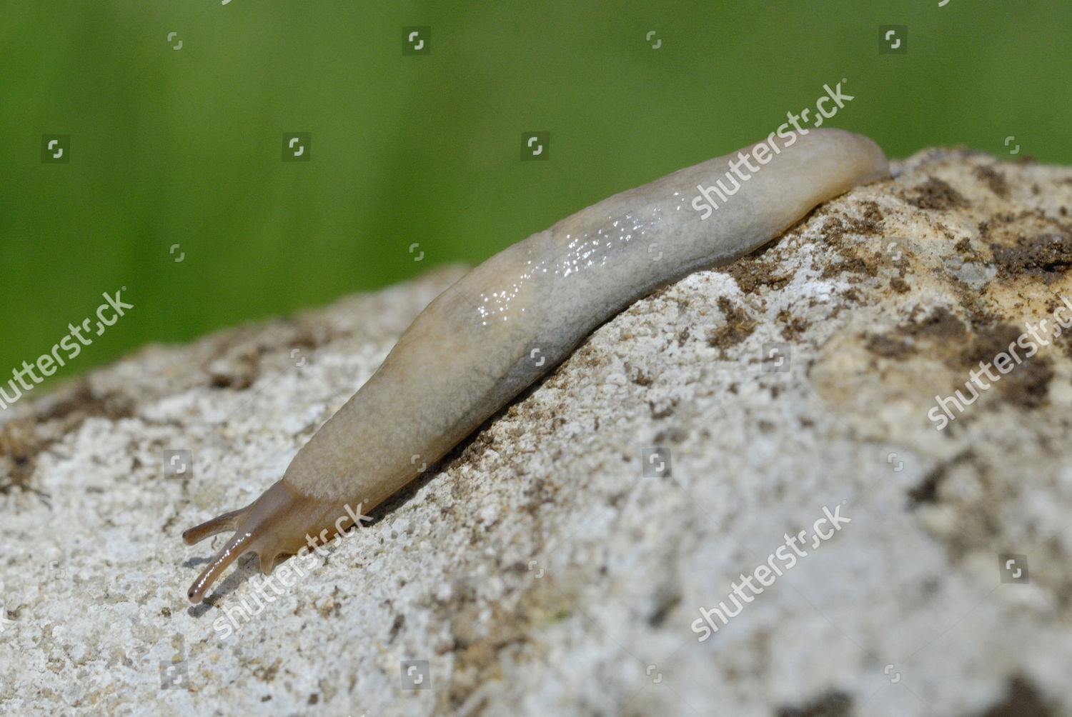 Grey Field Slug Deroceras Reticulatum Adult Editorial Stock Photo ...