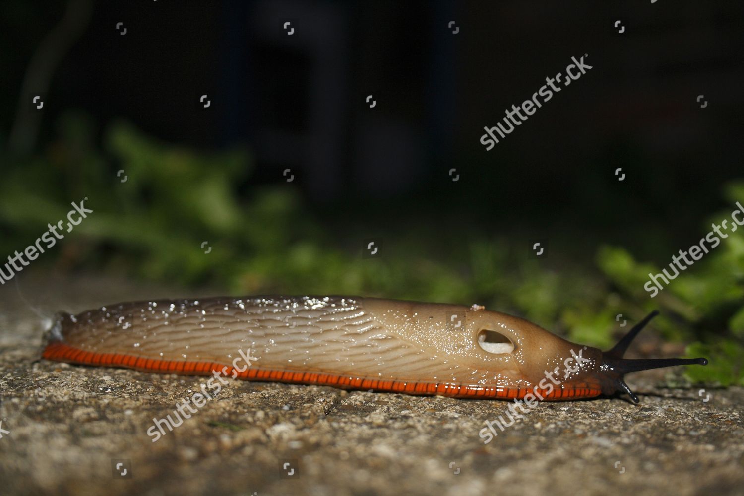 Red Slug Arion Ater Rufus Orange Editorial Stock Photo - Stock Image ...