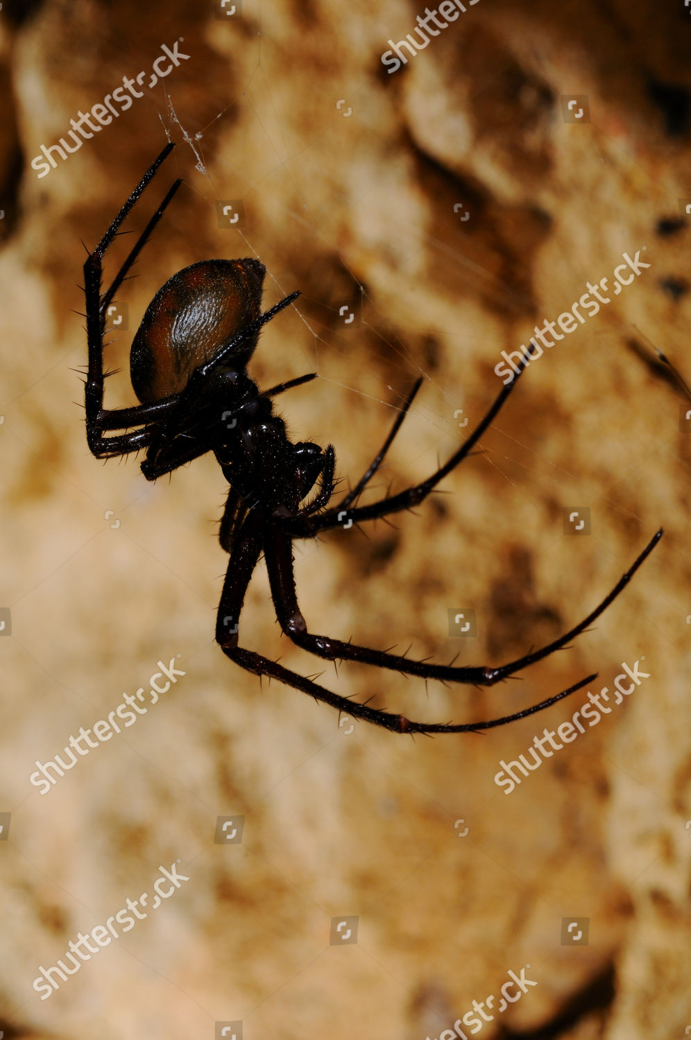 Cave Spider Meta Bourneti Adult On Editorial Stock Photo - Stock Image ...