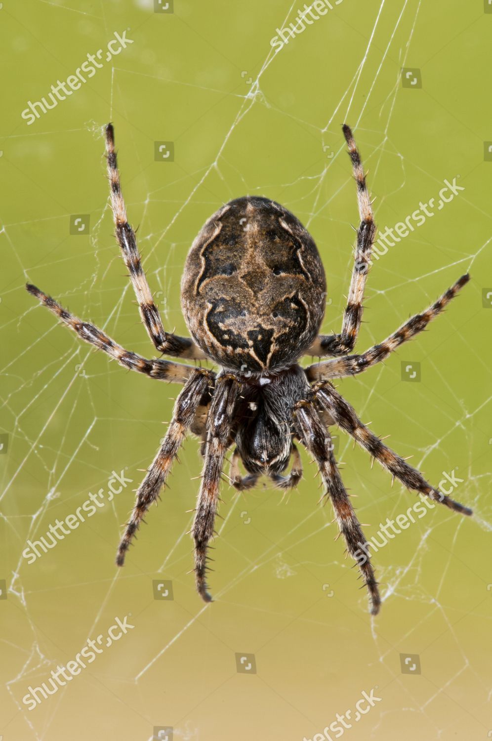 Furrow Orbweaver Spider Larinioides Cornutus Adult Editorial Stock ...