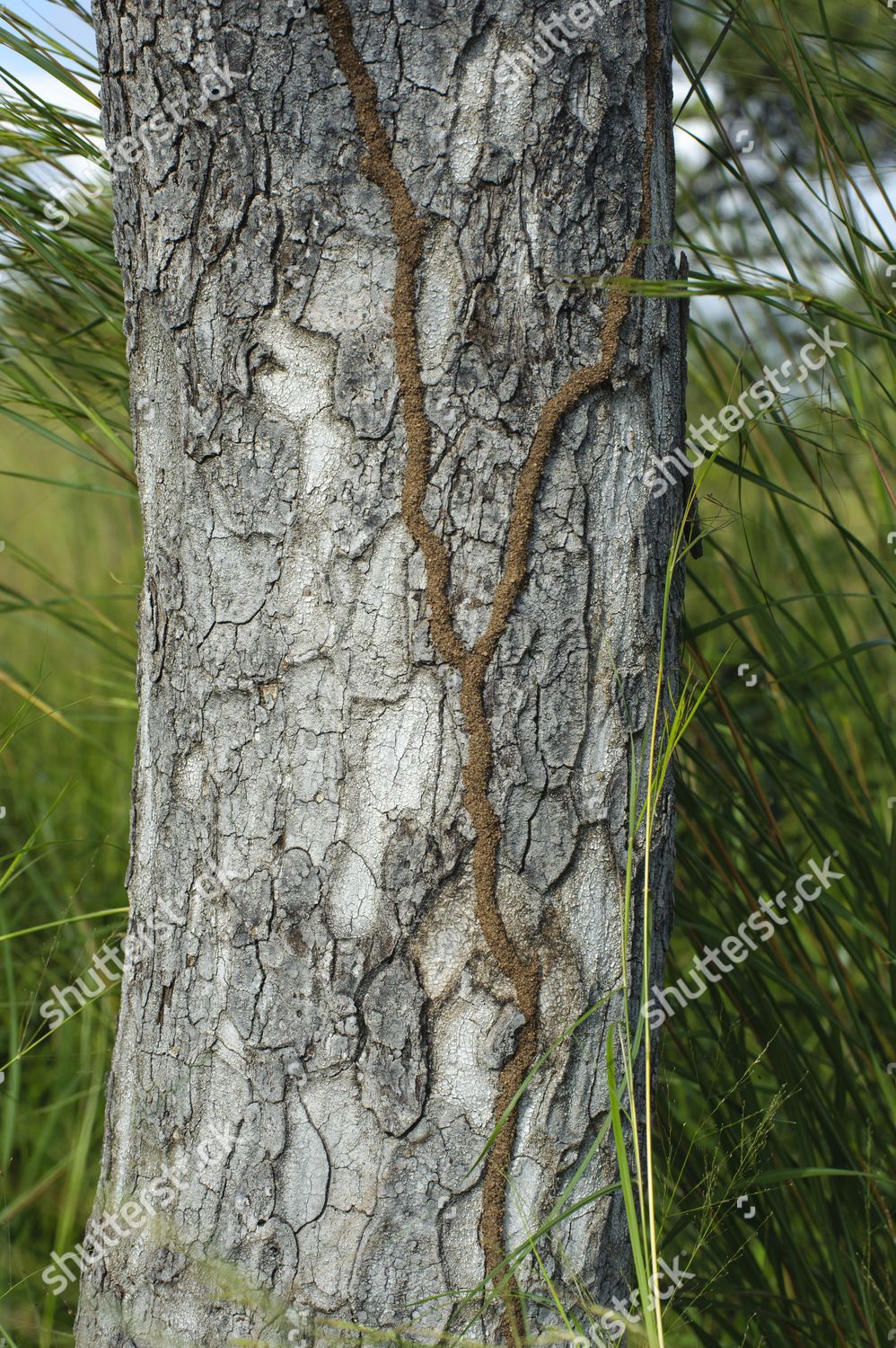 Termite Isoptera Sp Tunnels Made Sand Editorial Stock Photo - Stock ...