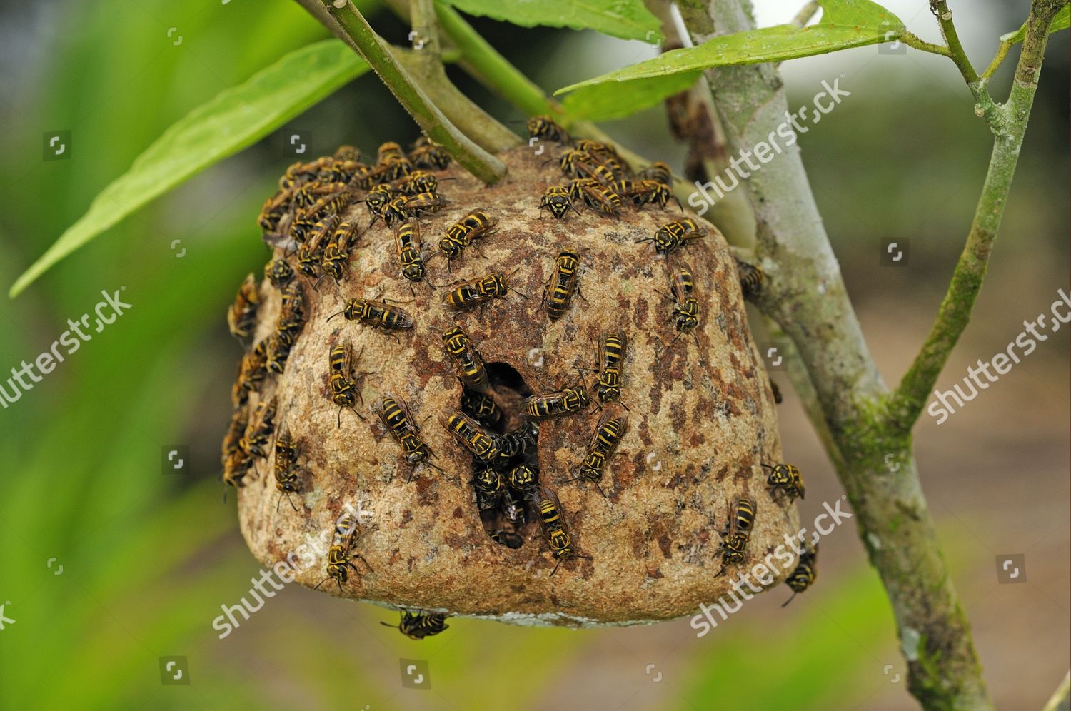 Communal Wasp Vespidae Sp Adults Walking Editorial Stock Photo - Stock ...