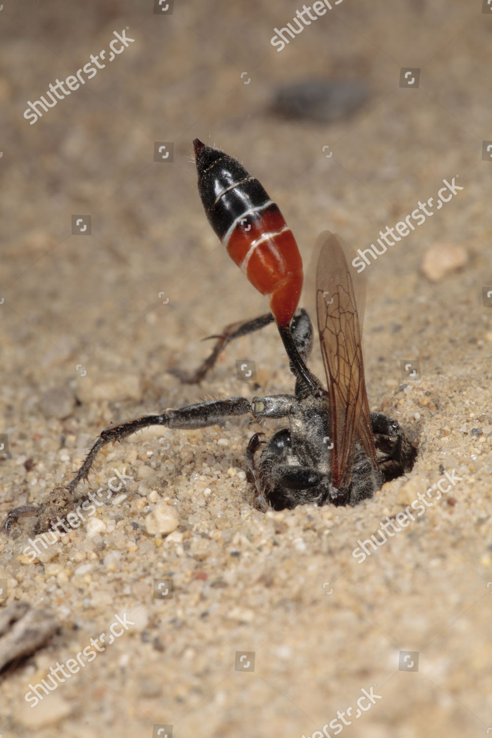 Sand Wasp Sphex Albisectus Adult Female Editorial Stock Photo - Stock ...