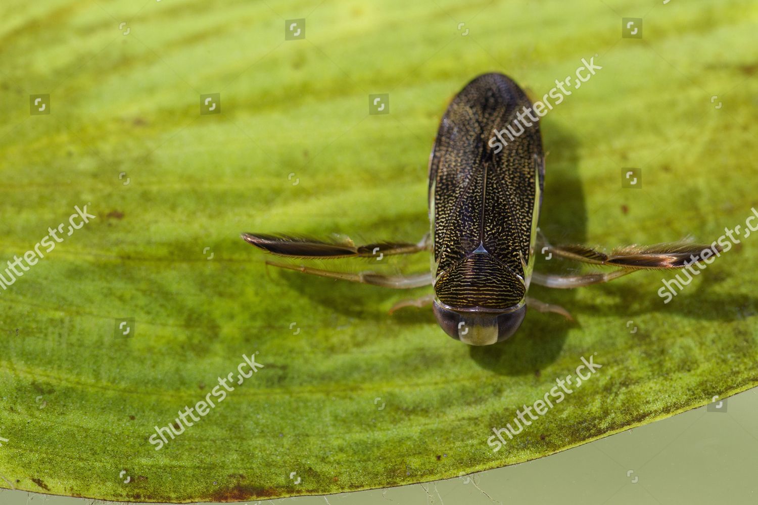 Lesser Water Boatman Corixa Punctata Adult Editorial Stock Photo ...