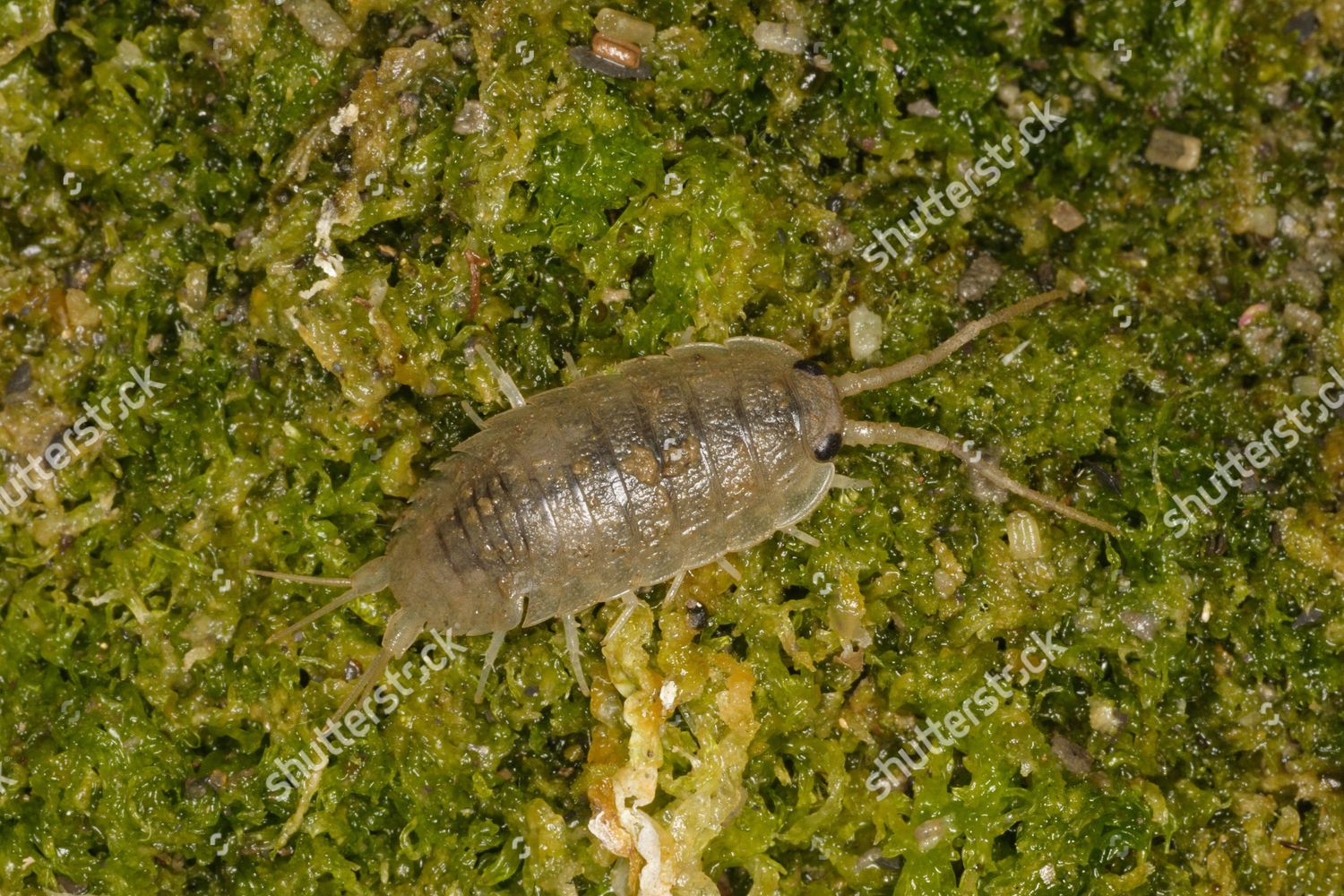 Sea Slater Ligia Oceanica Adult Feeding Editorial Stock Photo - Stock ...
