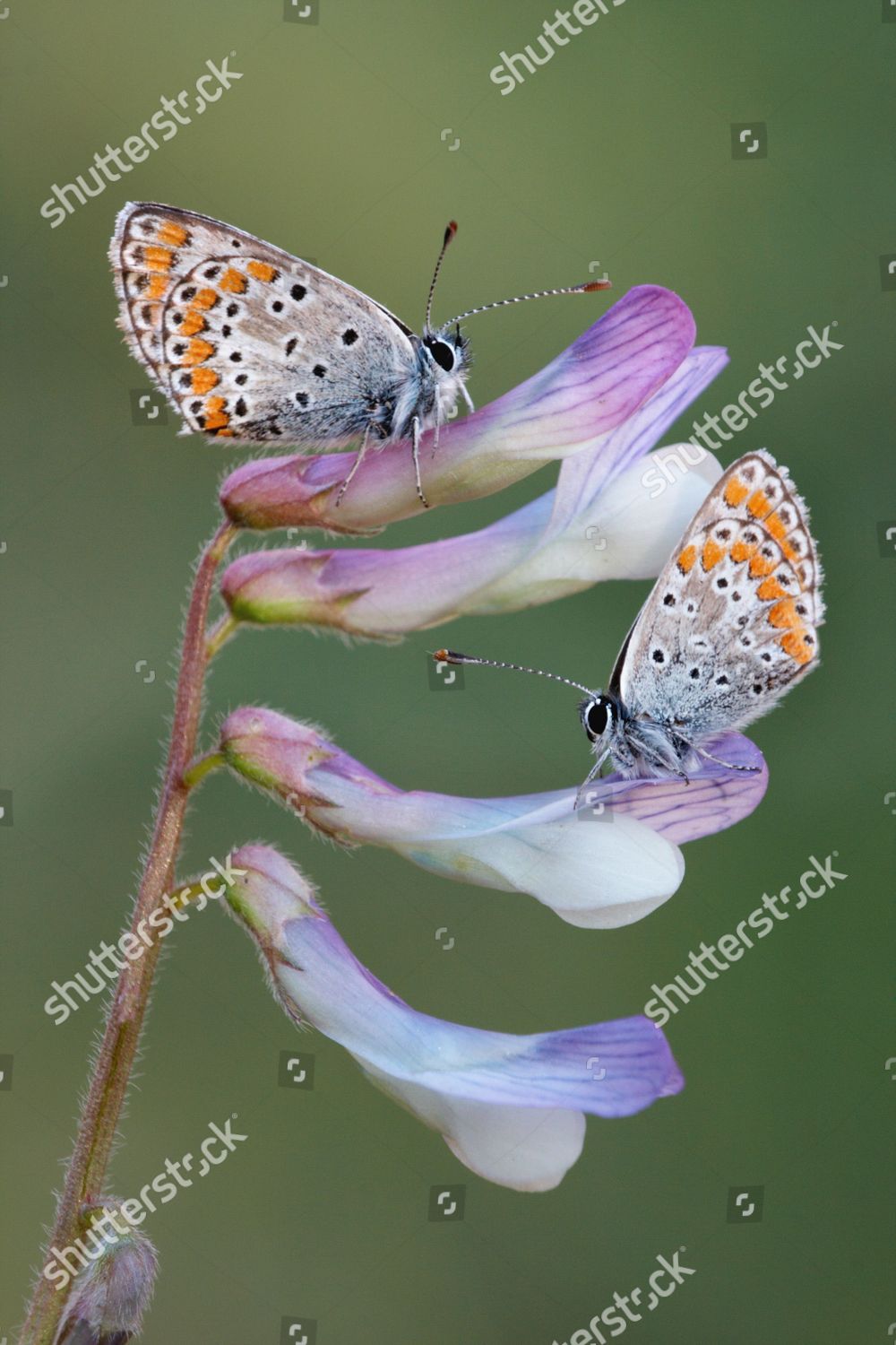 Brown Argus Aricia Agestis Adult Male Editorial Stock Photo - Stock ...