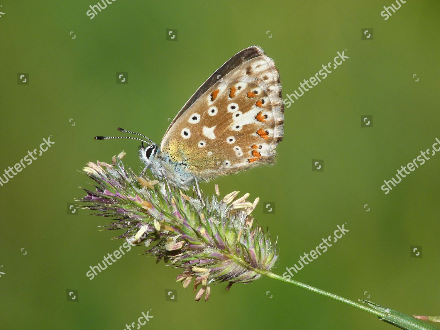 Northern Brown Argus Aricia Artaxerxes Adult Editorial Stock Photo ...