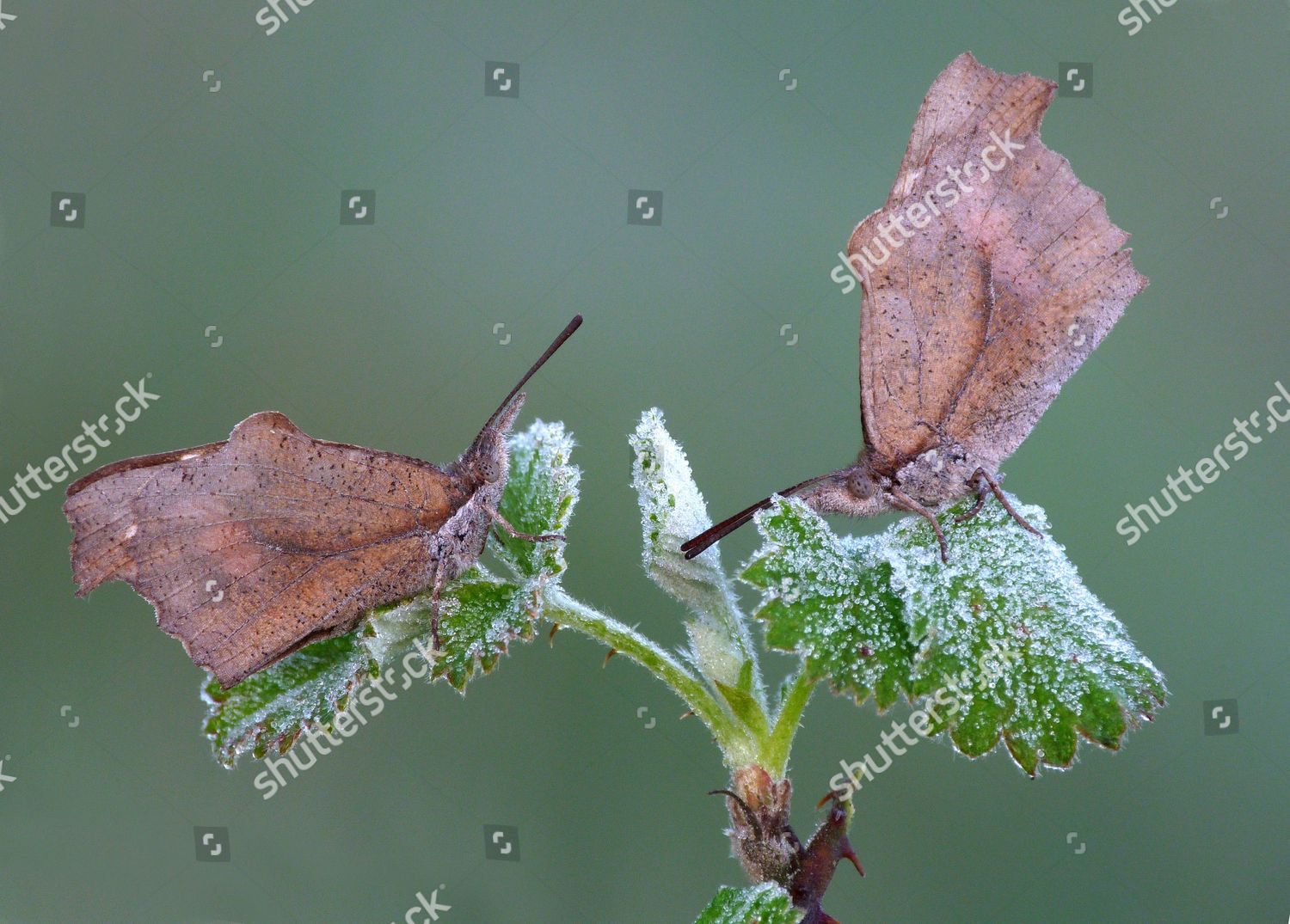 Nettletree Butterfly Libythea Celtis Two Adults Editorial Stock Photo ...