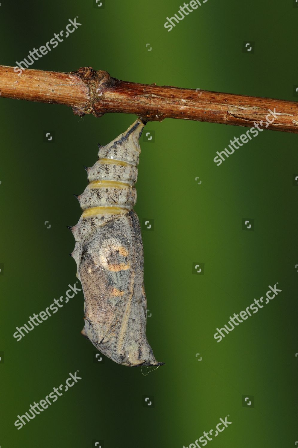 Peacock Butterfly Inachis Io Pupa About Editorial Stock Photo - Stock ...