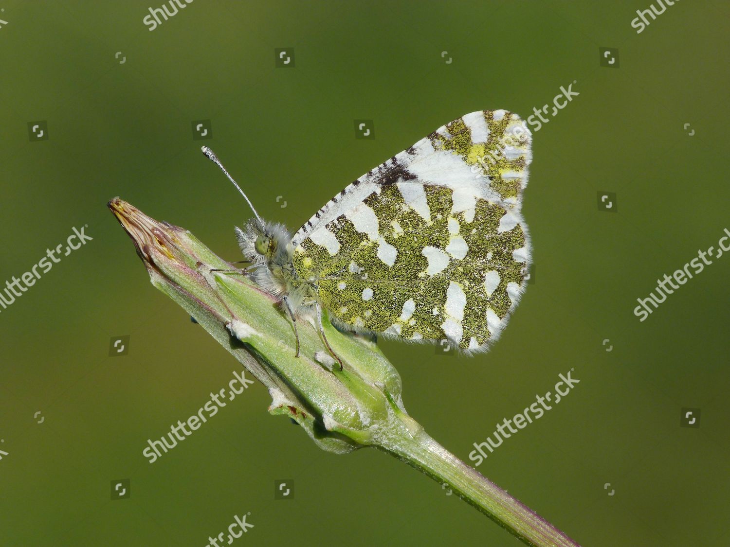 Western Dappled White Euchloe Crameri Adult Editorial Stock Photo ...
