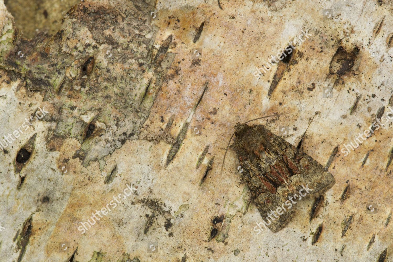 Dusky Brocade Apamea Remissa Adult Sheffield Editorial Stock Photo ...