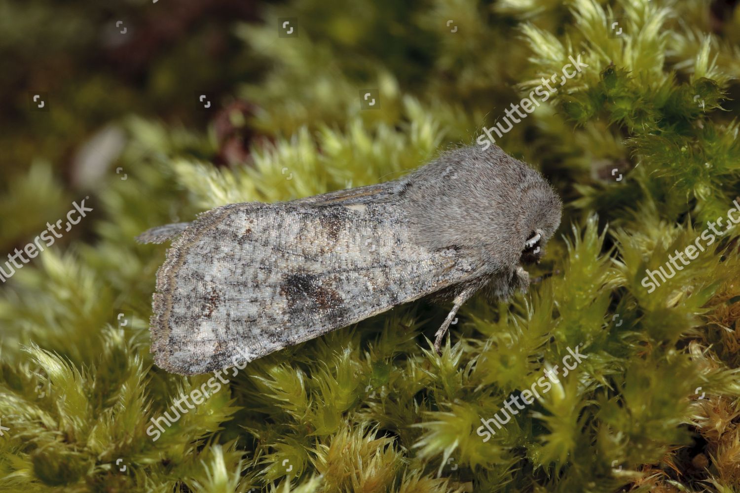 Clouded Drab Orthosia Incerta Adult Resting Editorial Stock Photo - Stock Image | Shutterstock