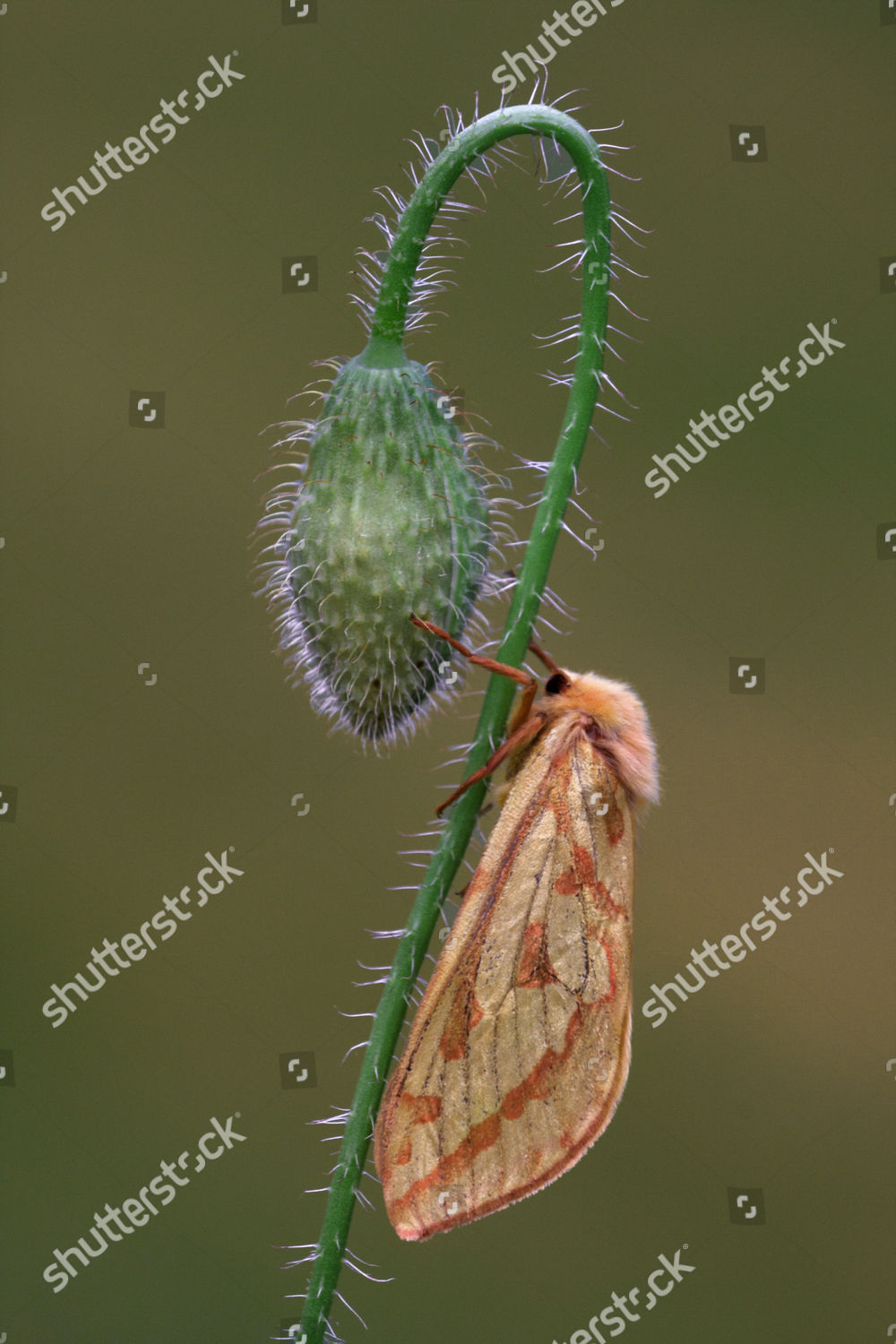 Ghost Moth Hepialus Humuli Humuli Adult Editorial Stock Photo - Stock ...