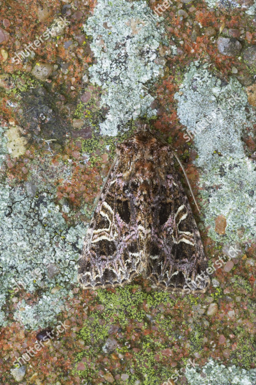 Lychnis Moth Hadena Bicruris Adult Essex Editorial Stock Photo - Stock ...
